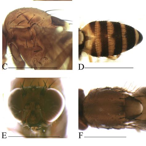 Head Mesonotum Scutellum Pleura And Abdomen Of Male Ads Download Scientific Diagram