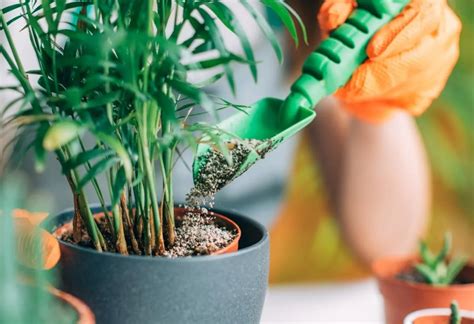 13 Amazing Palm Fertilizer For 2024 Storables