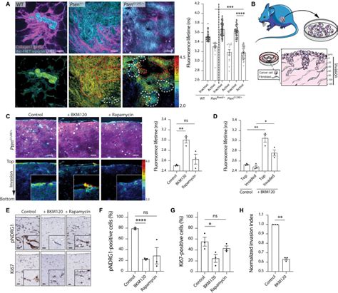Monitoring Akt Activity And Targeting In Live Tissue And Disease