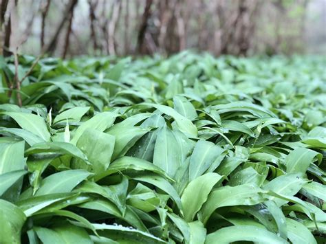 Wild Garlic Plant Green Free Photo On Pixabay Pixabay