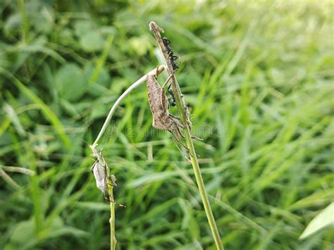 Coreid Leaf Footed Bug Climbing On The Creeping Weed Plant Stock Image