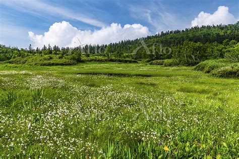 夏の花咲く浮島湿原 長野県 156928197 の写真素材 アフロ