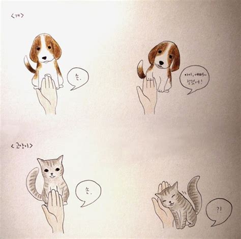 개와 고양이의 차이  인스티즈 Instiz 이슈 카테고리