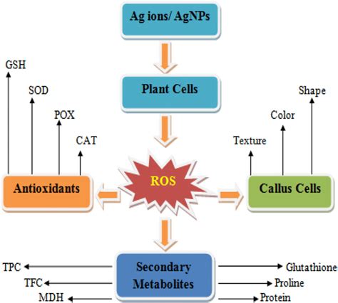 Proposed Model From Present Results Representing In Vitro Applied Ag