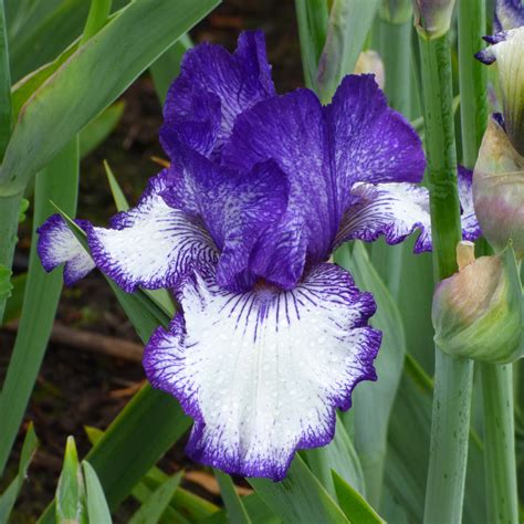 Bearded Iris Ink Patterns 4 Liners Plantcetera