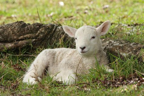 Little Lamb By Trimee