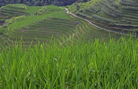 龍勝龍脊梯田大山深處的隱秘仙境 每日頭條