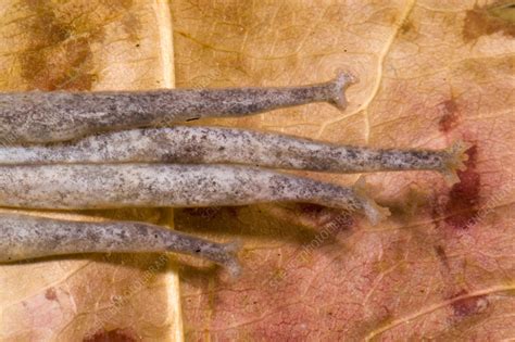 Surinam Toad Stock Image C Science Photo Library