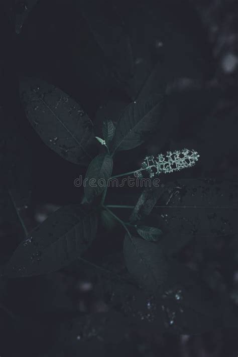 Moody Wet Pokeweed Plant After The Rain Stock Image Image Of Flower