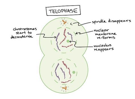 Telophase Diagram