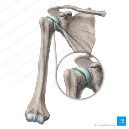 Úmero anatomia e notas clínicas Kenhub