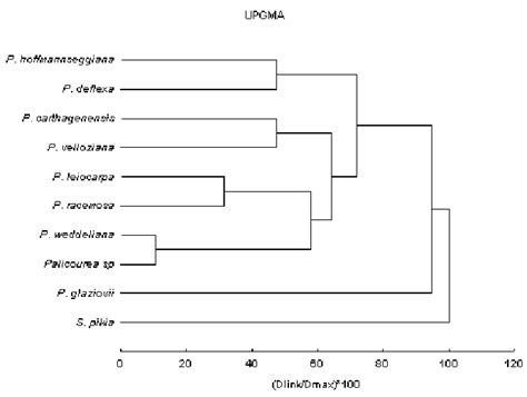 Phenogram Showing The Phenetic Relationships Among The Anatomical And Download Scientific