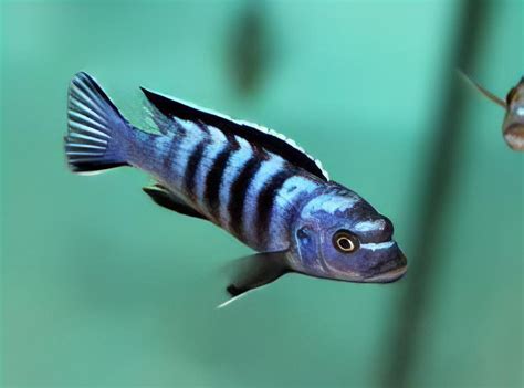 Pseudotropheus Elongatus Ornatus Malawi African Cichlid Sims Tropical