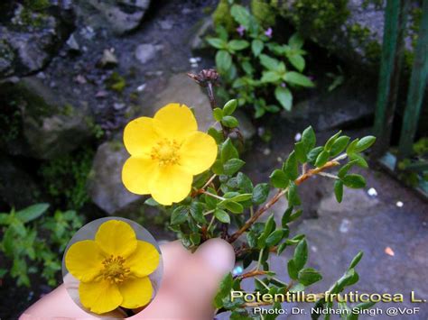 Medicinal Plants Potentilla Fruticosa Bush Cinquefoil Fingerstrauch