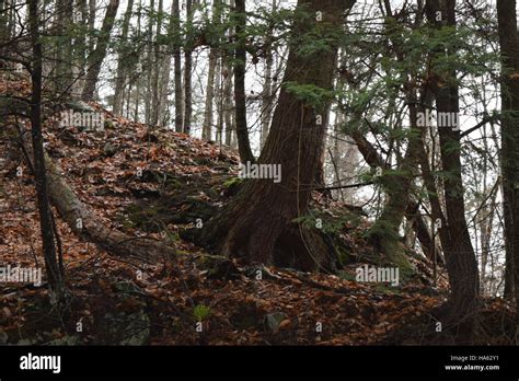 Tree With Large Roots Stock Photo Alamy