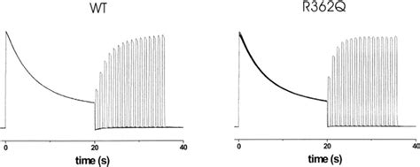 The Mutation R362q Does Not Alter The Inactivation Kinetics The