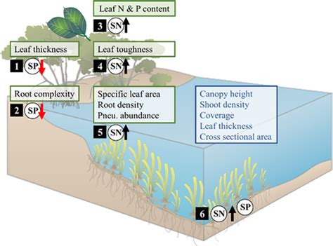 Understanding How Nutrient Limitation And Plant Traits Influence Carbon In Mangrove‐seagrass