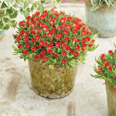 Купить Делосперма Купера Ice Cream Fire - Делосперма - GardenPlants