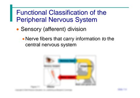 SOLUTION Nervous System Handout Studypool