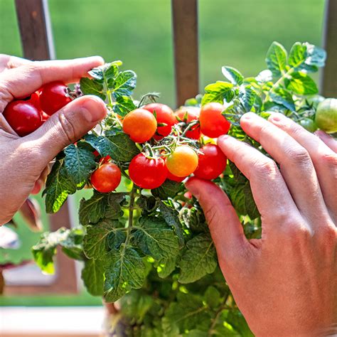 Hydroponic Heirloom Tomatoes