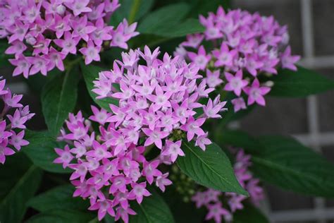 夏の花でガーデニング！暑さに強く育てやすい植物 For Your Life