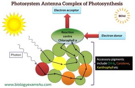 An Image Of The Structure Of Photosynpticm And Its Effects On The Human