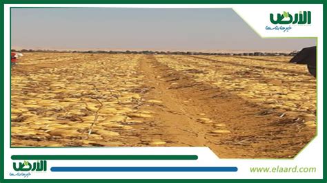 الزراعة 642 فدانا خالية من العفن البني للبطاطس في الجمهورية زراعة مصر