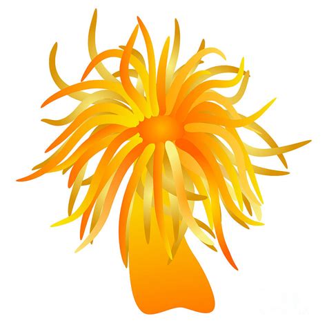 Orange Sea Anemone Digital Art By Michal Boubin Fine Art America