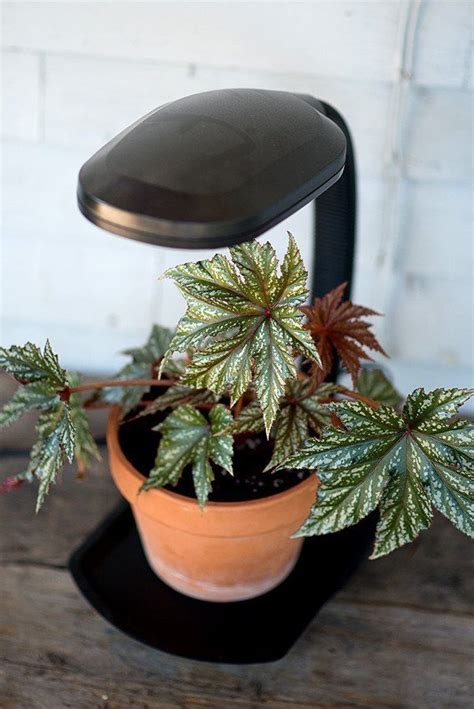 Lâmpadas UV para plantas