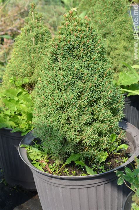 Купить Ель канадскую карликовую Лаурин в Молдове. Picea glauca Laurin ...