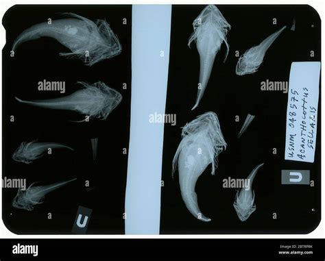Bony Fish Skeleton Cut Out Stock Images And Pictures Alamy