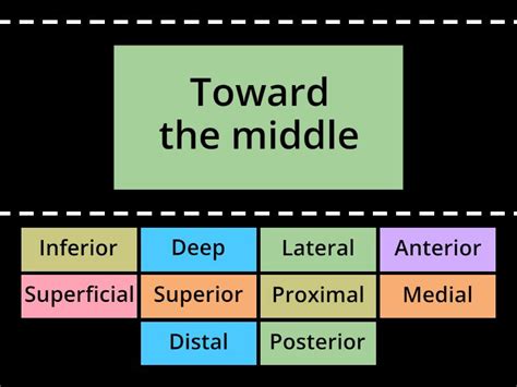 Anatomy Directional Terms Find The Match