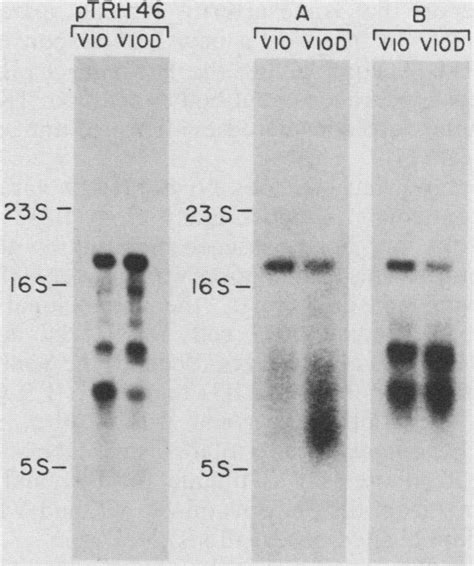 Northern Blot Analyses Of Mrna From B Burgdorferi Hb19 Clones V10 And