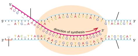 11 3 Rna Transcription Diagram Quizlet