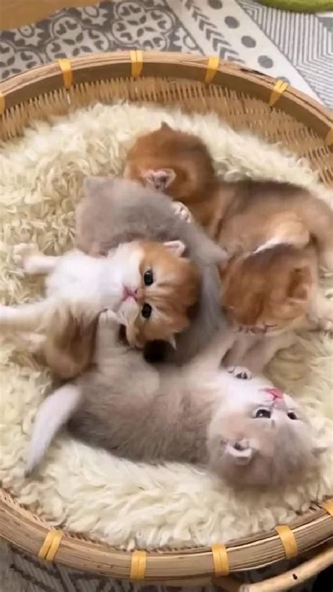 Cute Cat Cute Kitty Gattini Persiani Gattini