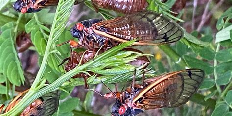 Ga Expert Explains Cicada Emergence In The Csra