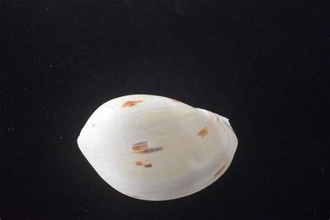 Volute Melon Shell And Melo Amphora Lightfoot Baler Shell 2 Pcs