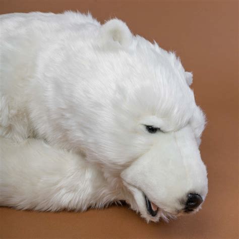 Polar Bear Cub Sleeping Puccimanuli