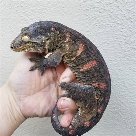 My Show Stopper Razz Razzberry Pinkbargtleachies Razz Tigerscratch