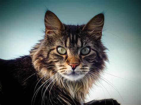 Gato Maine Coon Características Carácter Y Salud Con Fotos