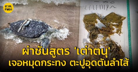 ผงะ เจ้าหน้าที่ผ่าชันสูตร เต่าตนุ อายุ 20 ปี ซากเกยตื้นอ่าวสัตหีบ พบ