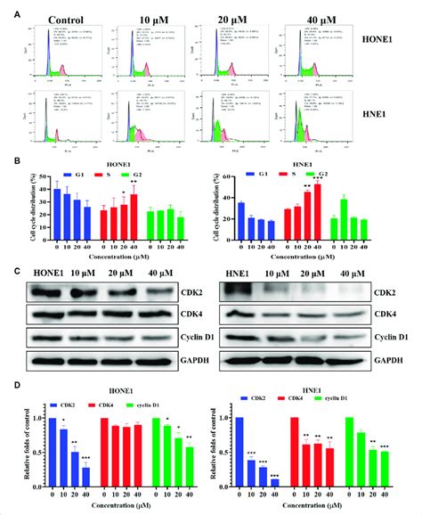 Icaritin Arrests Hone1 And Hne1 Cell Cycles A The Cell Cycle