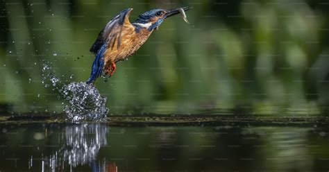 일반적인 유럽 물총새 Alcedo Atthis 물총새는 녹색 자연 배경에 부리에서 잡은 물고기 먹이와 함께 물에서 나온 후