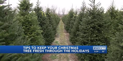 WATCH Tips To Keep Your Christmas Tree Thriving Through The Holidays