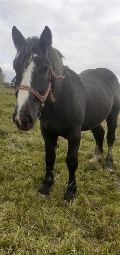 Sprzedam klacz zimnokrwistą szpaczke Biczyce Górne OLX pl