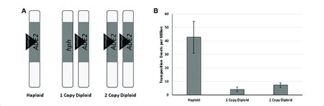 The Effect Of Homologous Templates A Depiction Of The Ade2 Locus Of Download Scientific