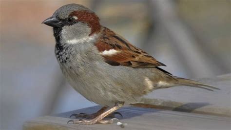 El Gorrión Común Es El Ave Del Año 2016 Veoverde House Sparrow Sparrow Bird