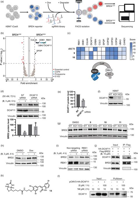 Compound 9 Promotes Proteasomal Degradation Of Bet Proteins Via The