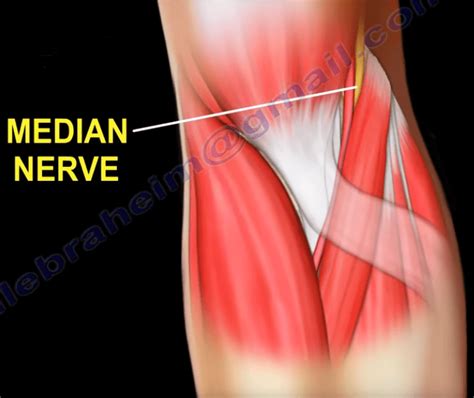 Anatomy Of The Pronator Teres Orthopedics Muscles Ana