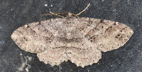 Smiling Moth Melanolophia Signataria Bugguidenet